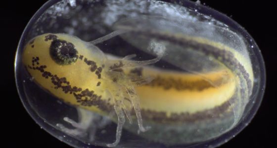 Analyze Cell Phenomena Solve a Cells Mystery Complete a Quiz