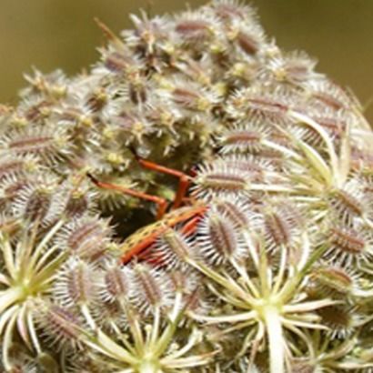 Plant & Animal Structures - Mosa Mack Science