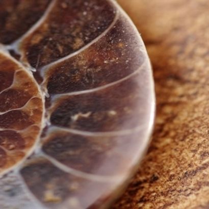 Plate Tectonics - Mosa Mack Science