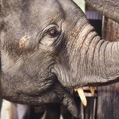 Mutations - Mosa Mack Science