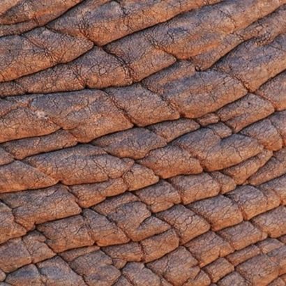 Plant & Animal Structures - Mosa Mack Science